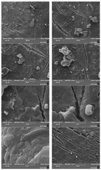 Physical, Mechanical, and Structural Properties of the Polylactide and ...
