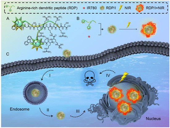 Nucleus-Targeting Nanoplatform Based on Dendritic Peptide for Precise ...