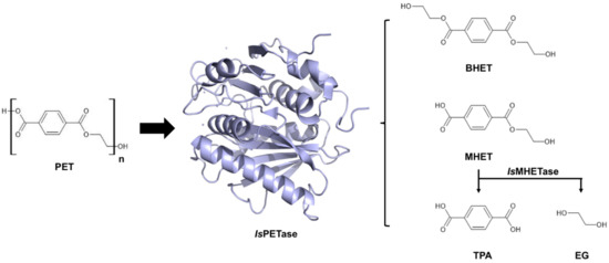 Degradation of PET Bottles by an Engineered Ideonella sakaiensis PETase