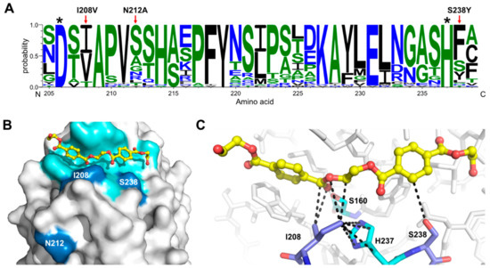 Degradation of PET Bottles by an Engineered Ideonella sakaiensis PETase