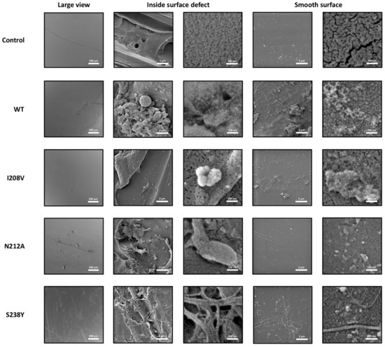 Degradation of PET Bottles by an Engineered Ideonella sakaiensis PETase