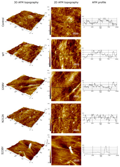 Degradation of PET Bottles by an Engineered Ideonella sakaiensis PETase