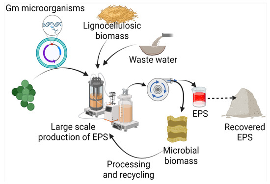 Microbial Exopolysaccharide Composites in Biomedicine and Healthcare ...