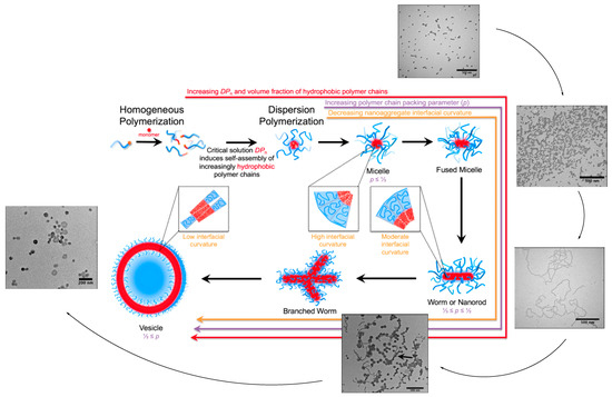 Recent Advances in Nanoparticle Development for Drug Delivery: A ...