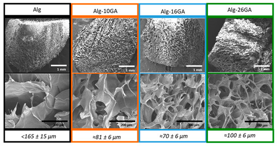 Anionic Polysaccharide Cryogels: Interaction and In Vitro Behavior of ...