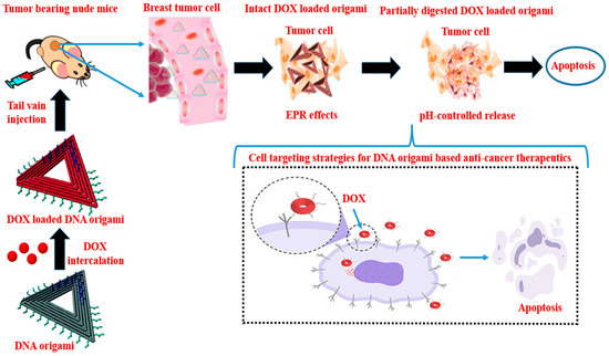 Unravelling the Drug Encapsulation Ability of Functional DNA Origami ...