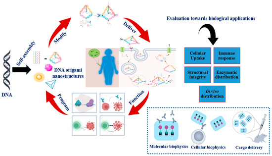 Unravelling the Drug Encapsulation Ability of Functional DNA Origami ...