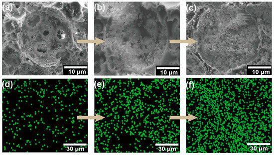 Hierarchical Emulsion-Templated Monoliths (polyHIPEs) as Scaffolds for ...