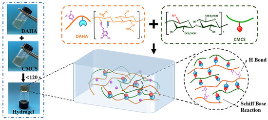 Dynamic Crosslinked Injectable Mussel-Inspired Hydrogels with Adhesive ...