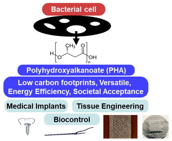 Polymers | Free Full-Text | Exploiting Polyhydroxyalkanoates for ...