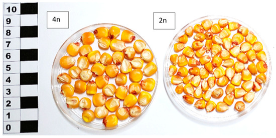 Main Characteristics of Processed Grain Starch Products and ...