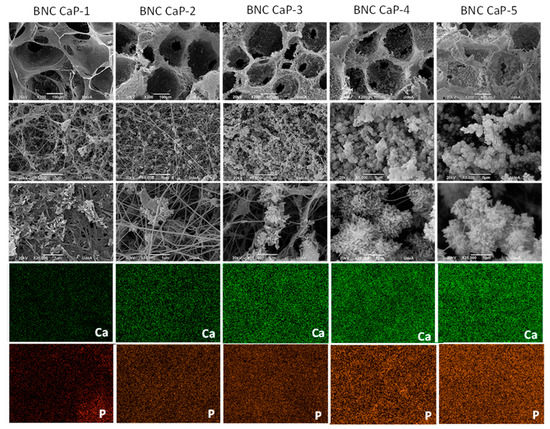 Biomineralization in Three-Dimensional Scaffolds Based on Bacterial Nanocellulose for Bone ...