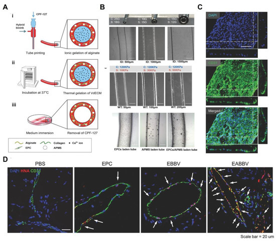 Current Strategies for Engineered Vascular Grafts and Vascularized ...