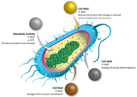 Metal–Polymer Nanocomposites: A Promising Approach to Antibacterial ...