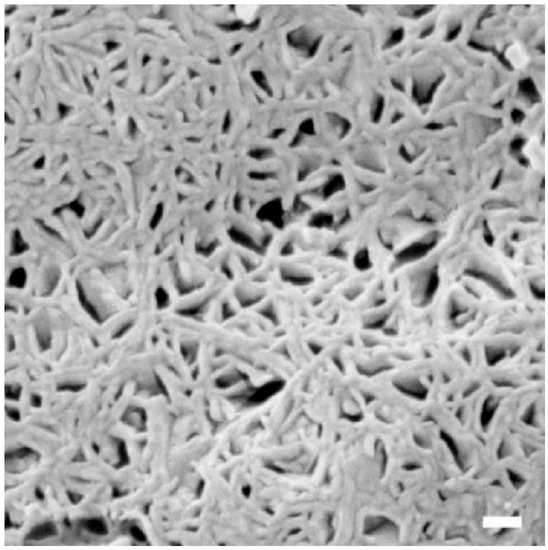 Nafion: New and Old Insights into Structure and Function