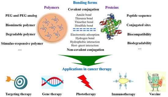 Design and Application of Hybrid Polymer-Protein Systems in Cancer Therapy