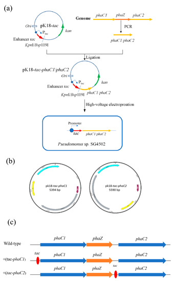 Enhancing Production of Medium-Chain-Length Polyhydroxyalkanoates from ...