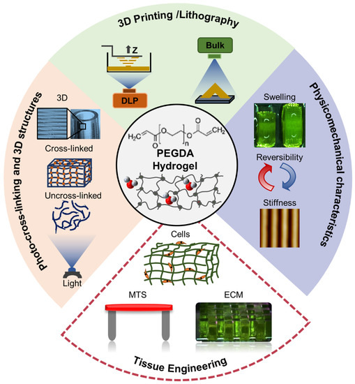 Additive Manufacturing and Physicomechanical Characteristics of PEGDA ...