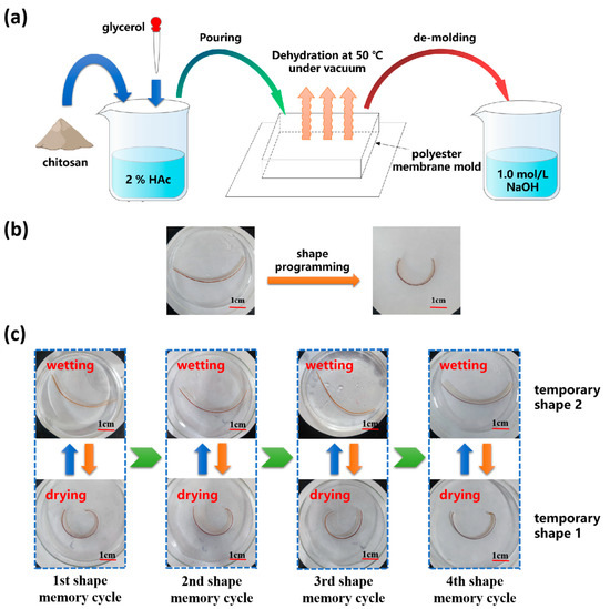 Polymers | Free Full-Text | Two-Way Reversible Shape Memory Behavior of Chitosan/Glycerol Film ...