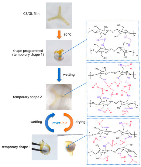 Polymers | Free Full-Text | Two-Way Reversible Shape Memory Behavior of Chitosan/Glycerol Film ...