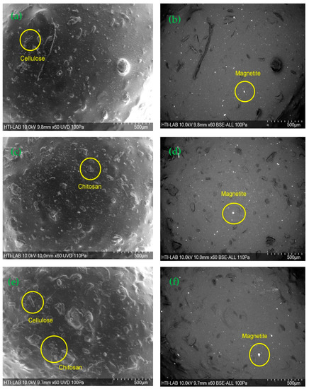 Fabrication and Characterization of Magnetic Cellulose–Chitosan–Alginate Composite Hydrogel Bead ...