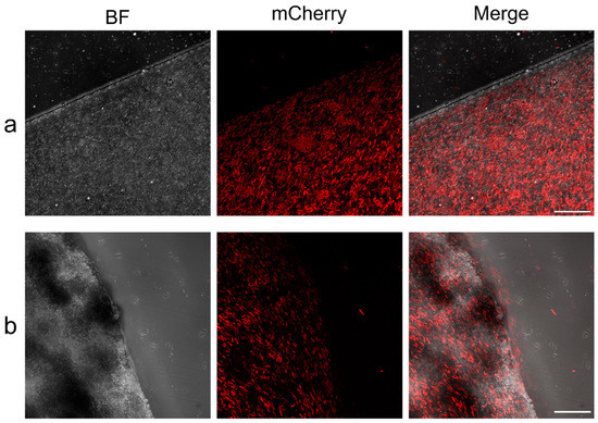 Bacteria-Polymer Composite Material for Glycerol Valorization