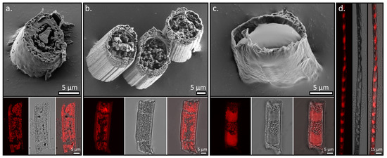 Controlling Nano-to-Microscale Multilevel Architecture in Polymeric ...