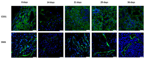 The Image–Histology Correlation of Subcutaneous mPEG-poly(Ala) Hydrogel ...
