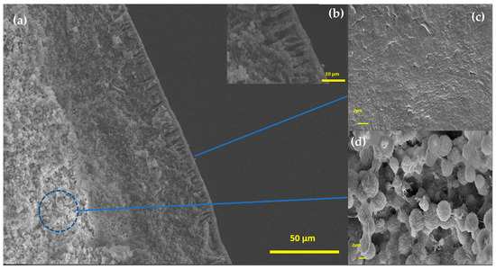 PVDF/Clay Spheres Obtained through Phase Inversion for Cu Ion Removal
