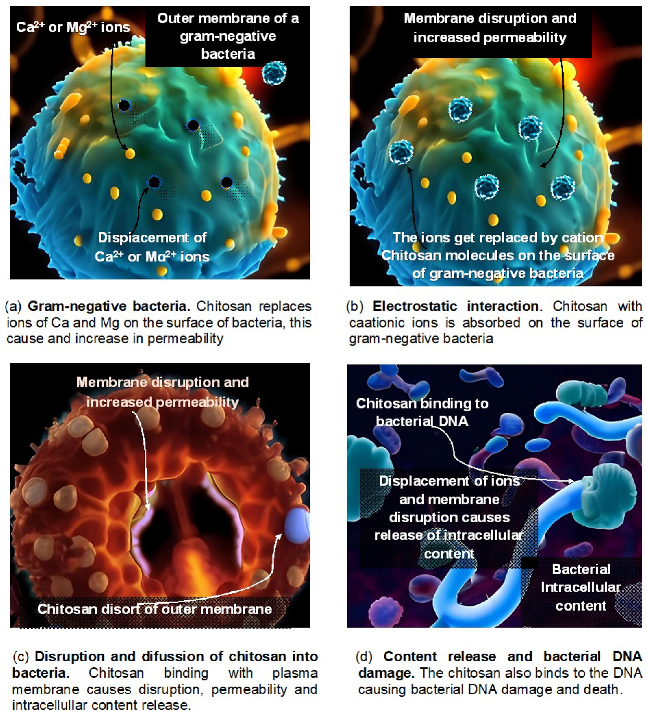 Polymers | Free Full-Text | Chitosan: Properties and Its Application in ...