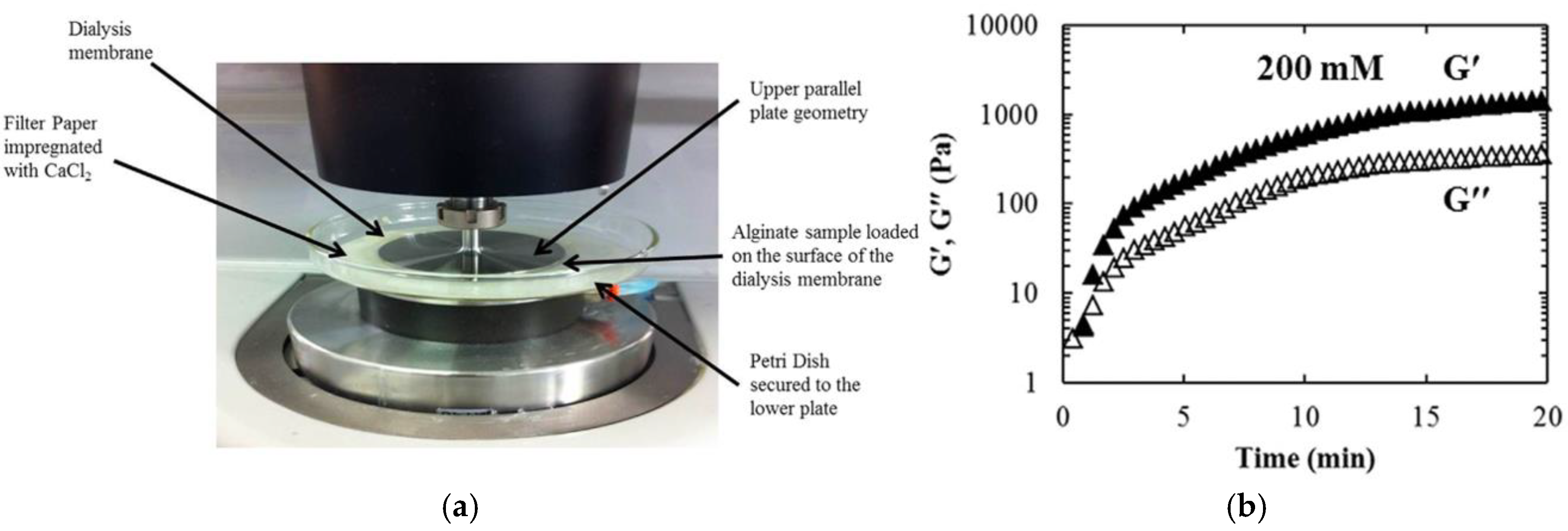 Experimental Advances in the Real-Time Recording of Cross-Linking ...