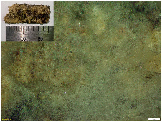 Development of Biodegradable Rigid Foams from Pineapple Field Waste