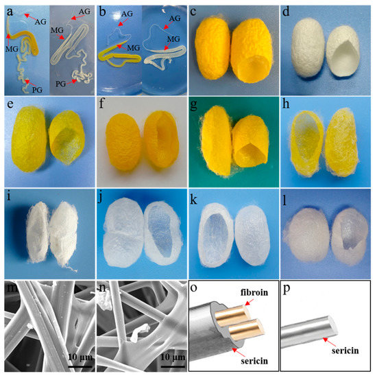 Polymers | Free Full-Text | Sericin from Fibroin-Deficient Silkworms ...