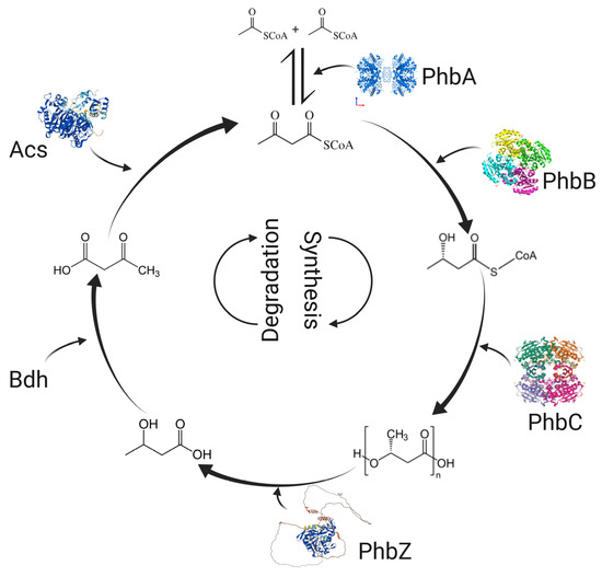 Polyhydroxybutyrate Metabolism in Azospirillum brasilense and Its ...