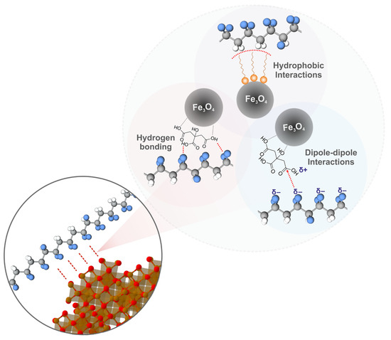 Effect of Fe3O4 Nanoparticles Modified by Citric and Oleic Acids on the ...