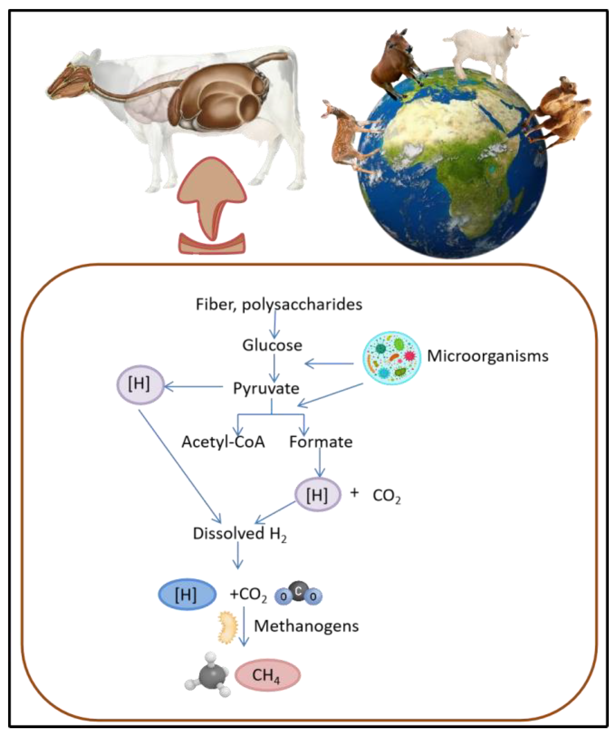 Role of Polysaccharides from Marine Seaweed as Feed Additives for Methane Mitigation in ...