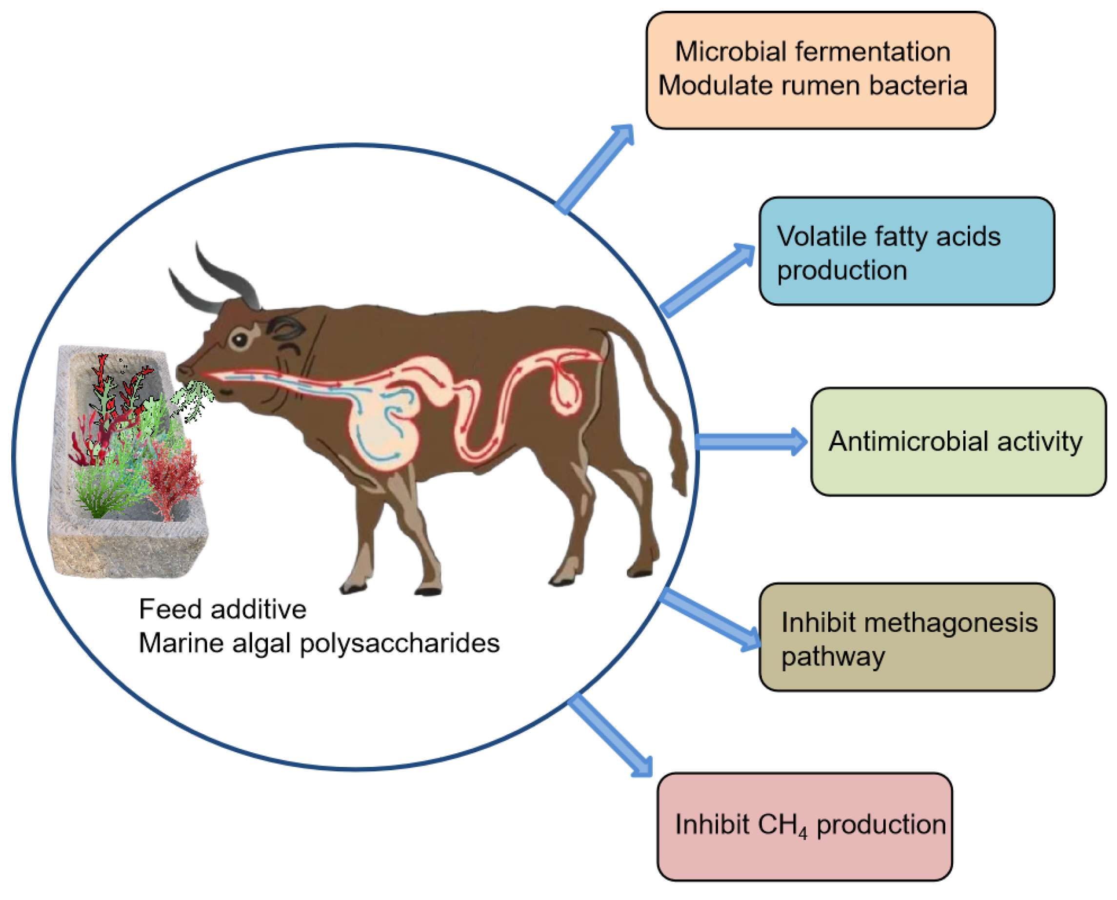 Role of Polysaccharides from Marine Seaweed as Feed Additives for ...