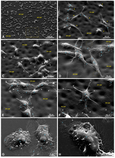 Leucine-Based Pseudo-Proteins (LPPs) as Promising Biomaterials: A Study ...