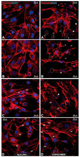 Leucine-Based Pseudo-Proteins (LPPs) as Promising Biomaterials: A Study ...
