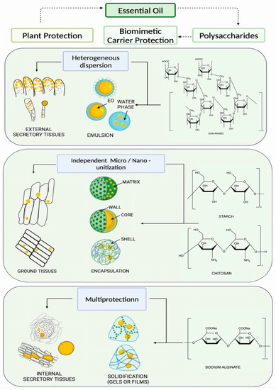 Polymers | Free Full-Text | Stabilization of Essential Oil: Polysaccharide-Based Drug Delivery ...