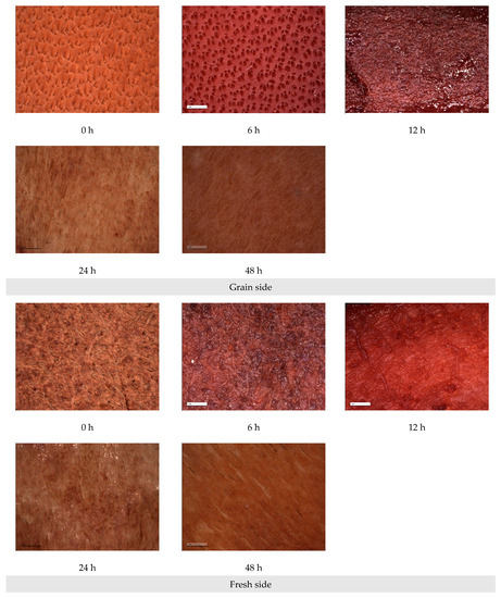 The Efficient Extraction Method of Collagen from Deteriorated Leather ...