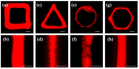 3D Embedded Printing of Complex Biological Structures with Supporting ...