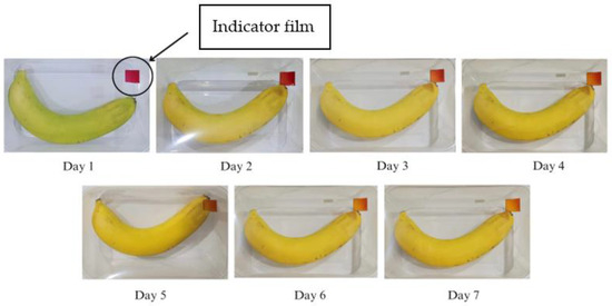Development of Indicator Film Based on Cassava Starch–Chitosan ...