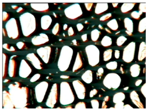 Polymers | Free Full-Text | Effect of Selected Bio-Components on the ...