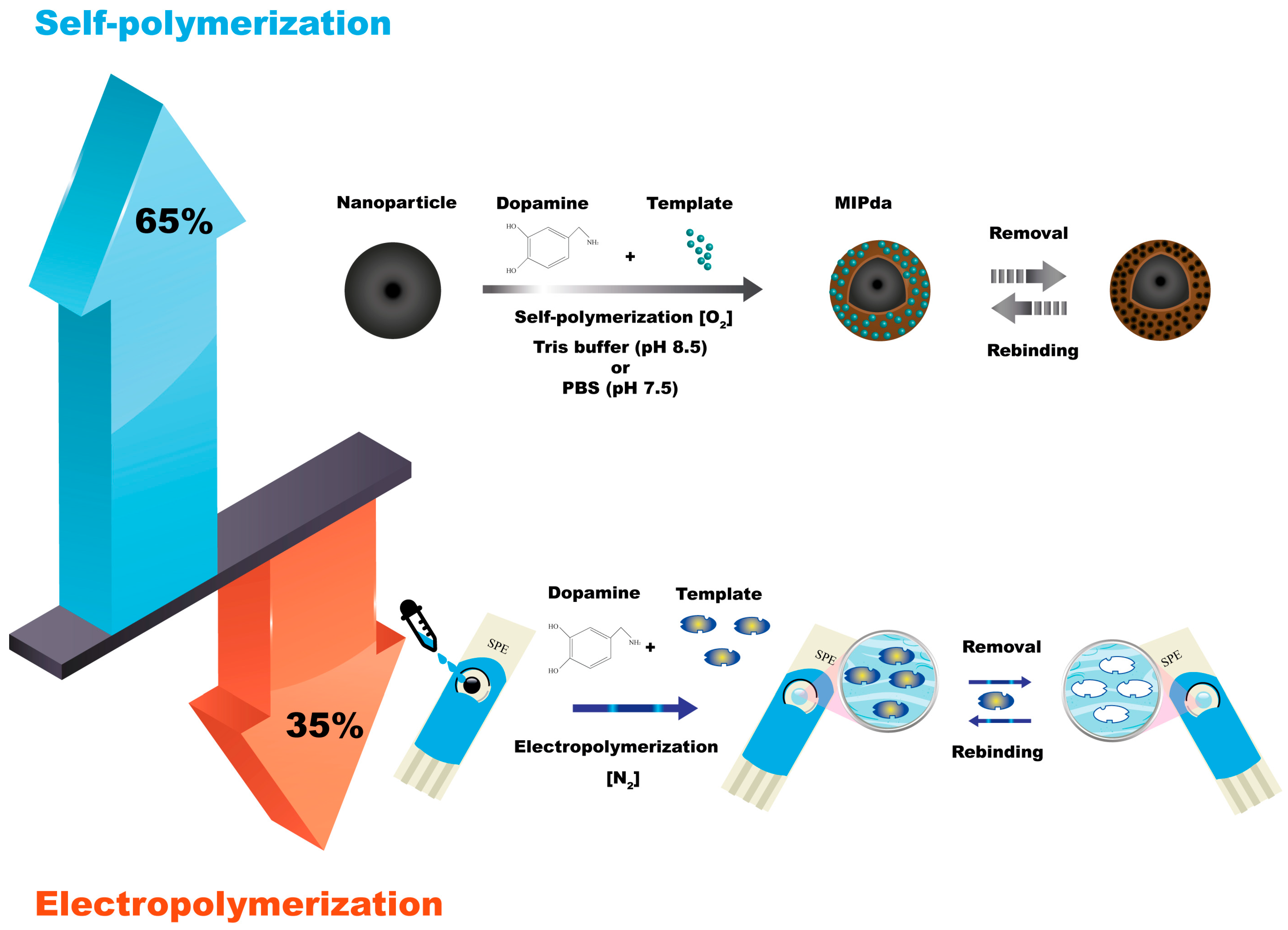 Polymers | Free Full-Text | Unlocking the Potential of Molecularly Imprinted Polydopamine in ...