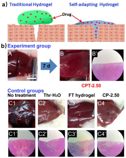 Polymers | Free Full-Text | Chitosan-Based Self-Healing Hydrogel: From Fabrication to Biomedical ...