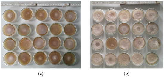 Suitability of Mycelium-Reinforced Nanofiber Mats for Filtration of ...