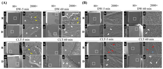 Effects of Short-Term Exposure of Chloramine-T Solution on the ...