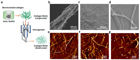 Mesostructured Fibrils Exfoliated in Deep Eutectic Solvent as Building ...