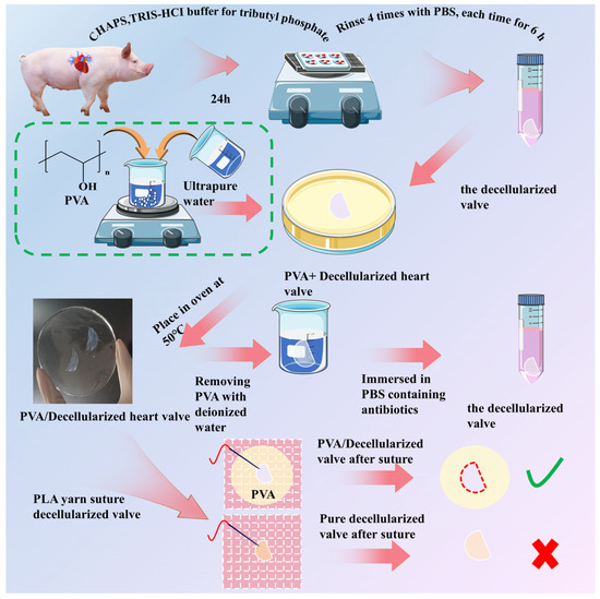 Strengthened Decellularized Porcine Valves via Polyvinyl Alcohol as a ...